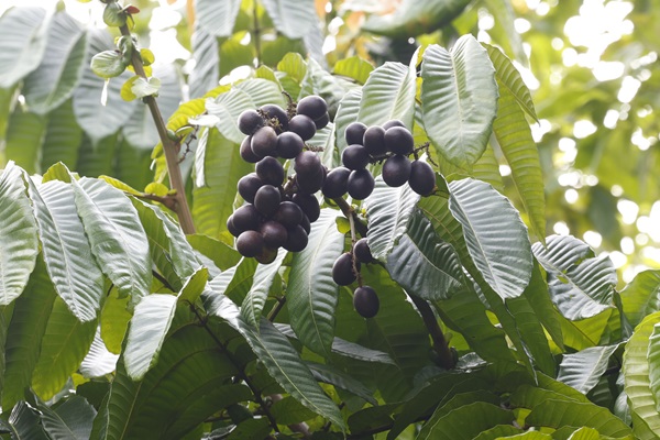 Buah ini sangat istimewa dan menjadi ikon Sarawak kerana kulit buah ini ...